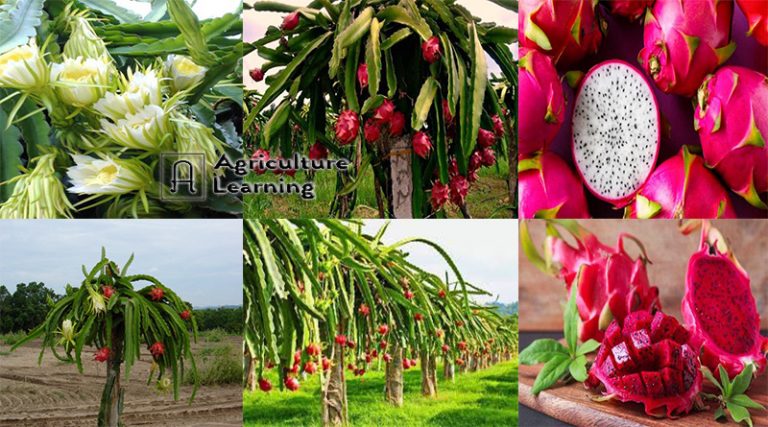 Agriculturelearning-The biggest field of agricultural information in ...